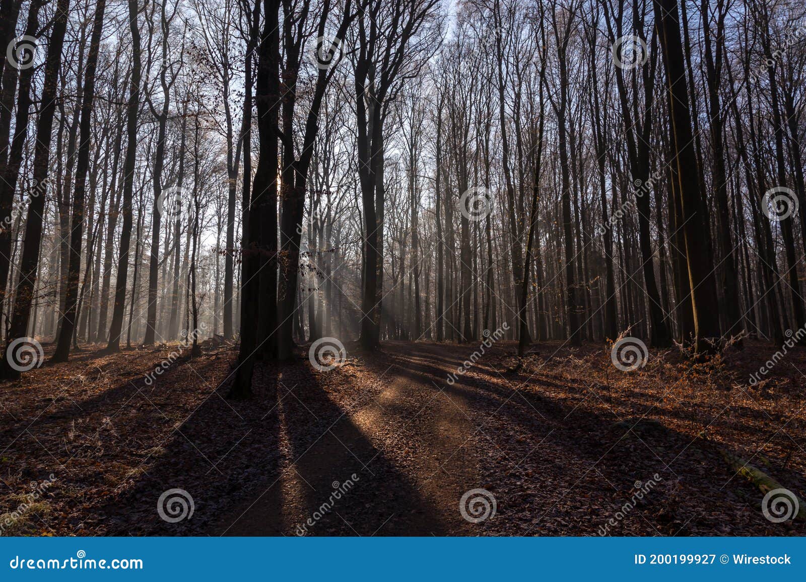 Path in the Forest Surrounded by Tall Bare Trees Stock Image - Image of ...