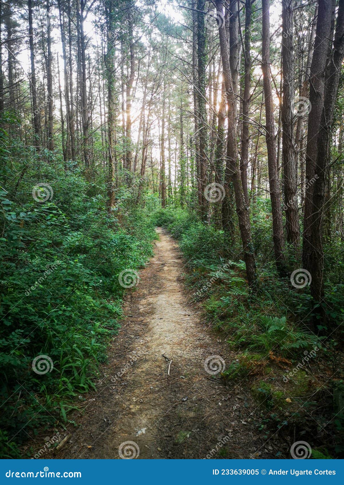Path in the Forest Surrounded by Tall Trees Stock Image - Image of ...