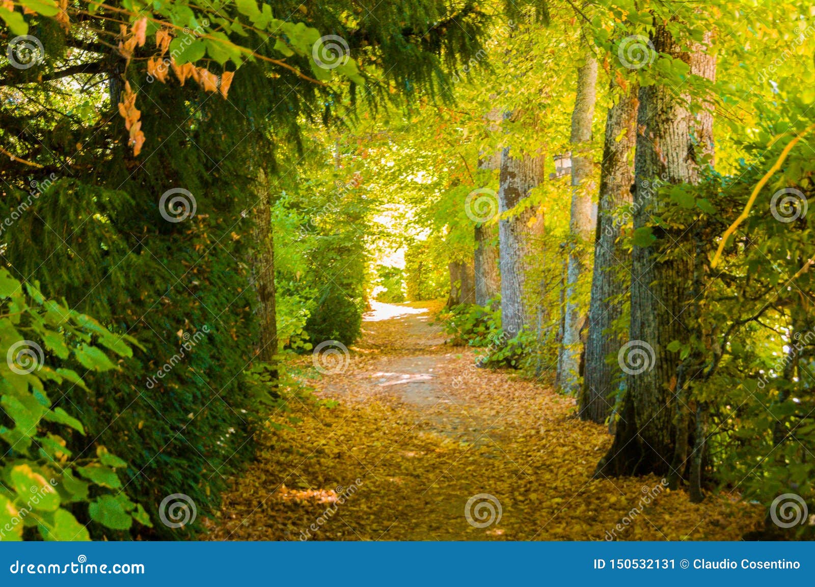 Path through the Forest Surrounded by Trees Forming a Tunnel Stock ...