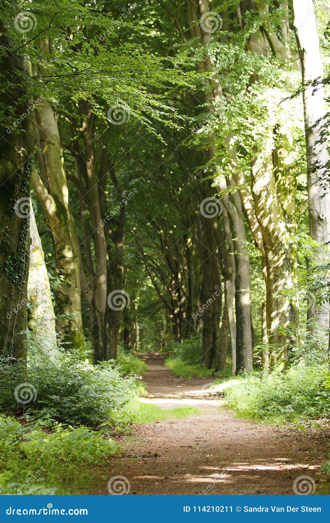 Path in the Forest Surrounded by Trees Stock Image - Image of nature ...