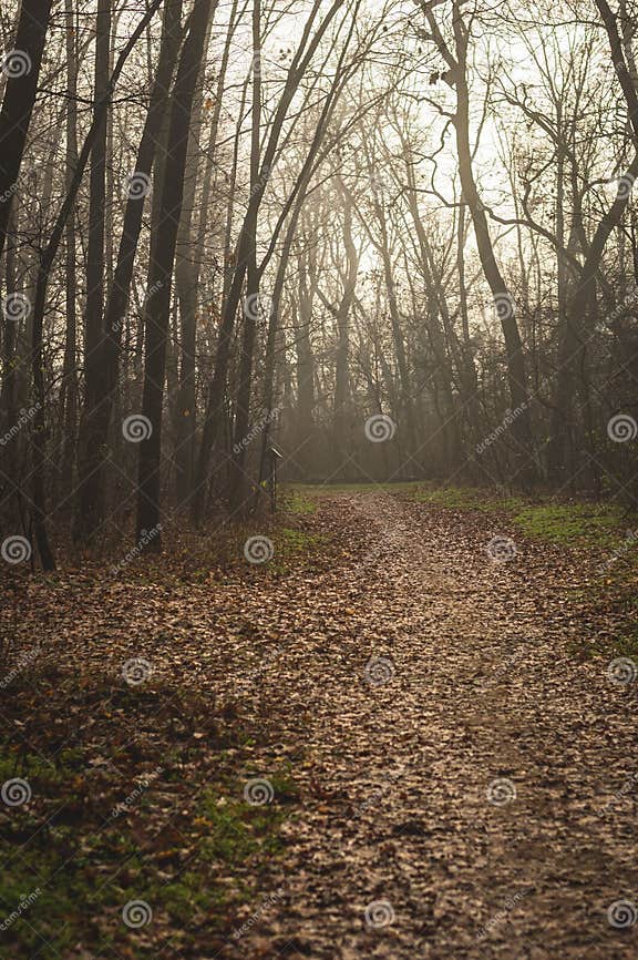 A Path through a Forest with Tall, Bare Trees on Either Side of the Path Stock Image - Image of ...