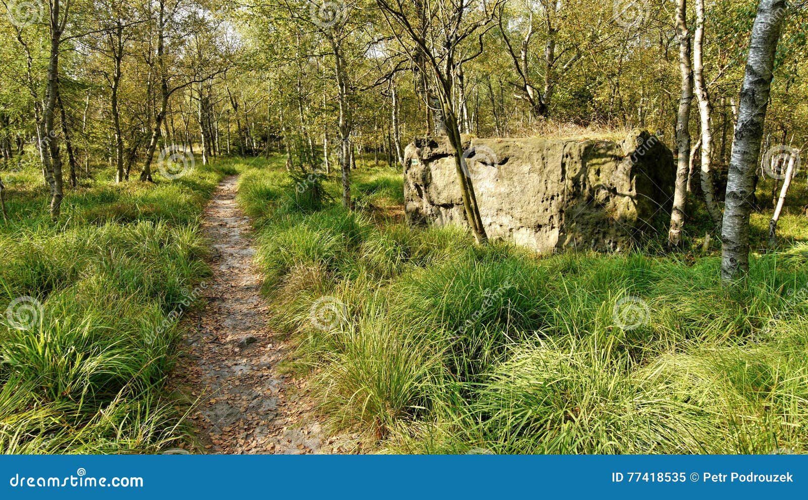 Path through in the Forest in Tall Grass Stock Image - Image of green ...
