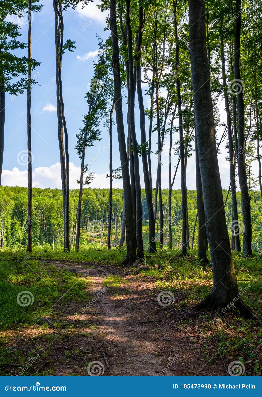 Path through Forest with Tall Trees Stock Photo - Image of picturesque ...