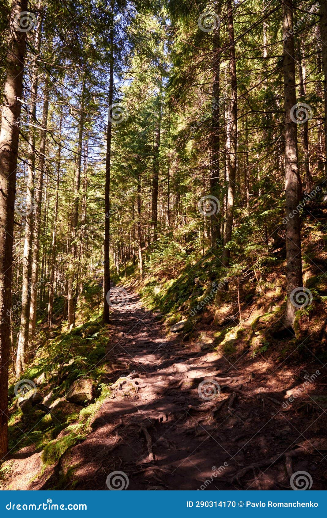 A Path through the Forest To Climb the Mountain Stock Photo - Image of ...