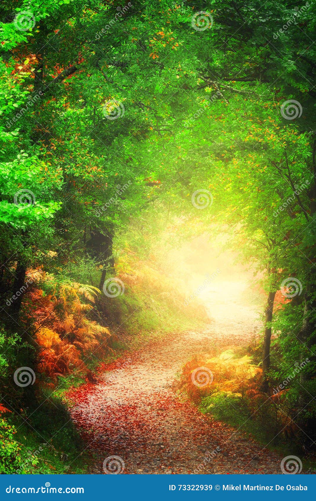 Path in the Forest Towards the Light Stock Image - Image of natural ...