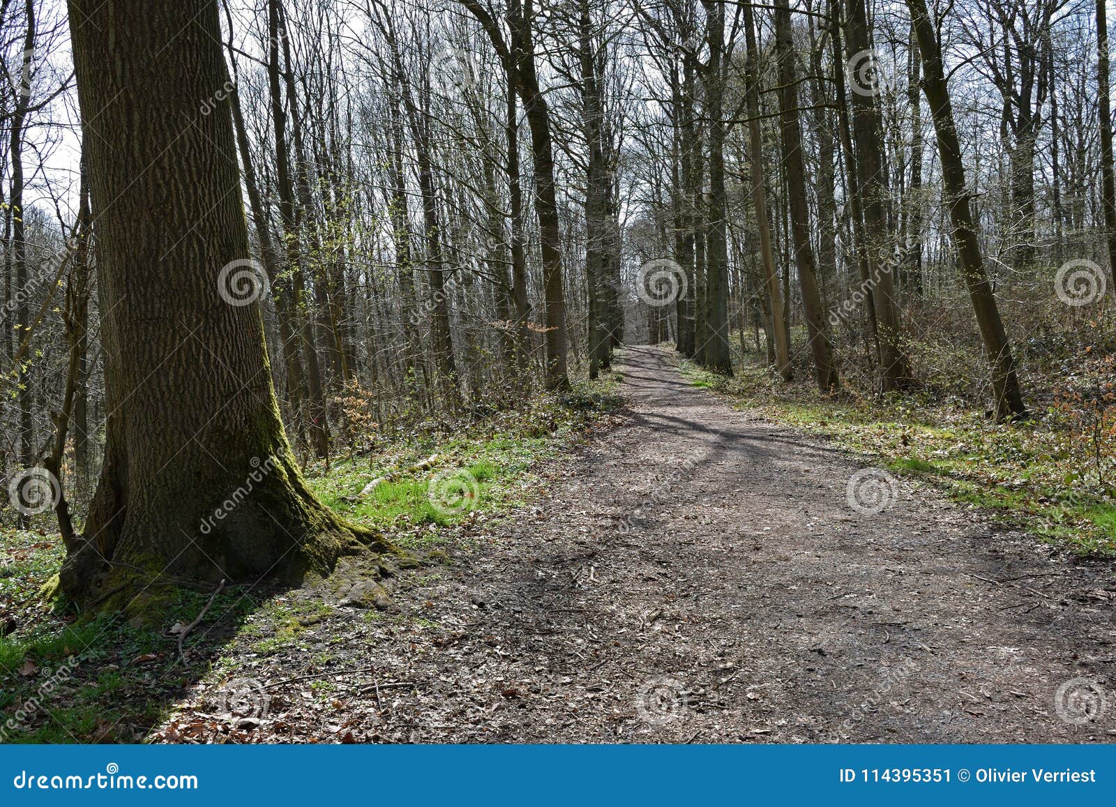 Path Forest Trail Wood Tree Landscape Stock Image - Image of park ...