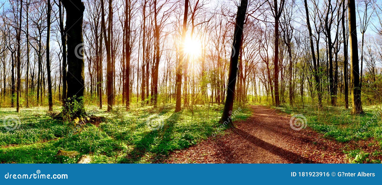 Path through Forest, Trees Backlit by Low Spring Sun Stock Photo ...