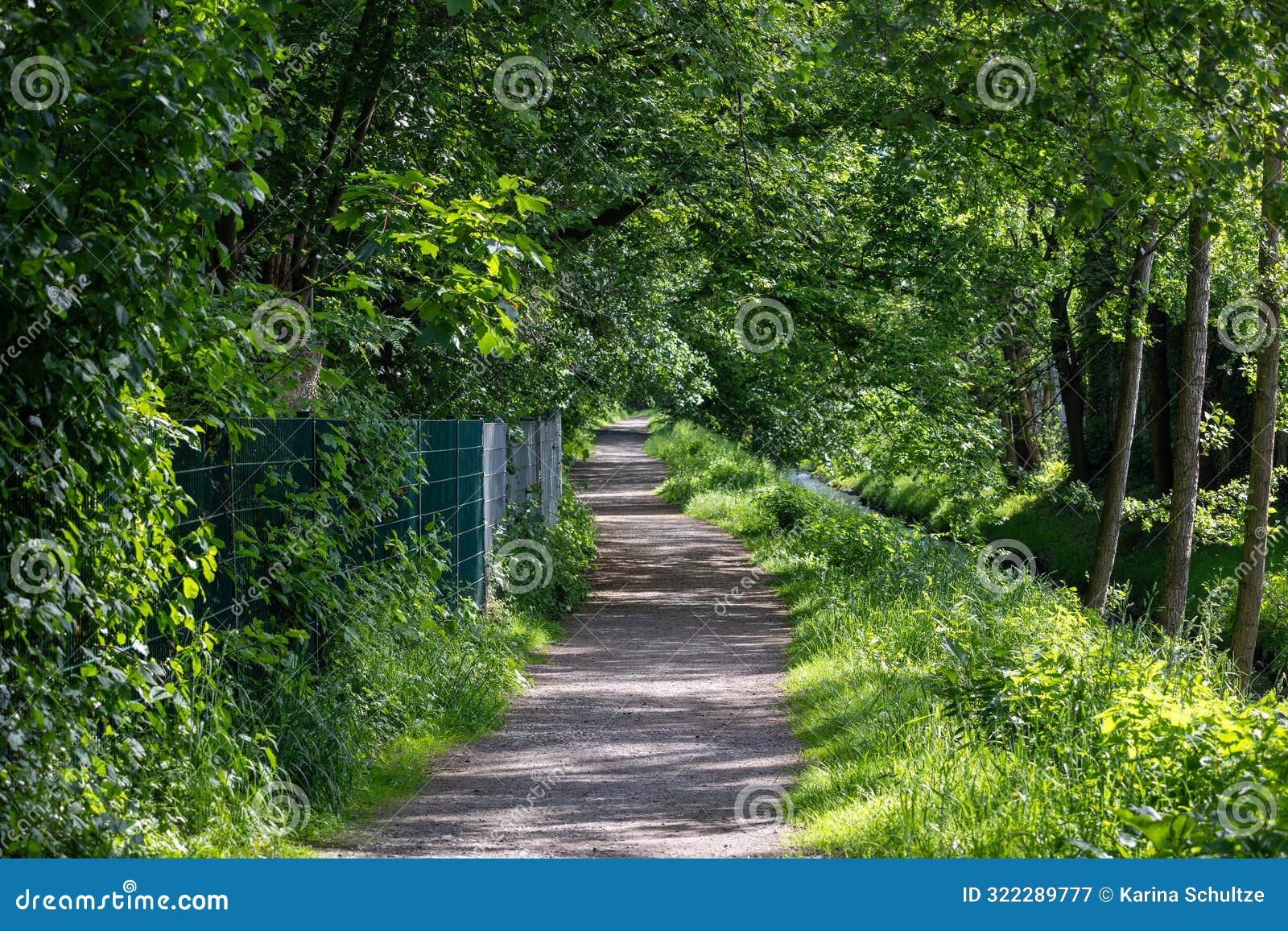 A Path through a Forest with Trees on Either Side Stock Image - Image ...
