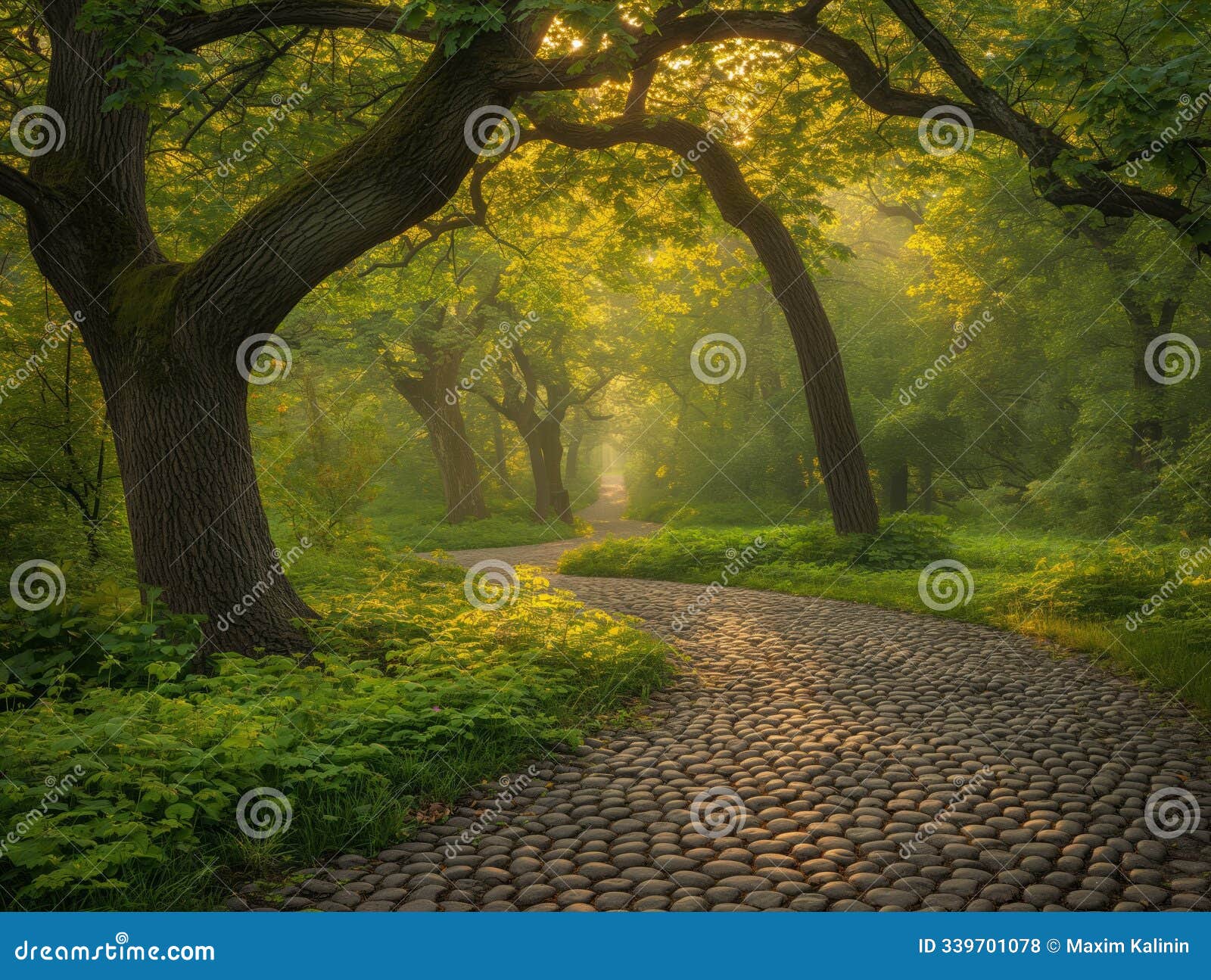 A Path through a Forest with Trees on Either Side Stock Photo - Image ...