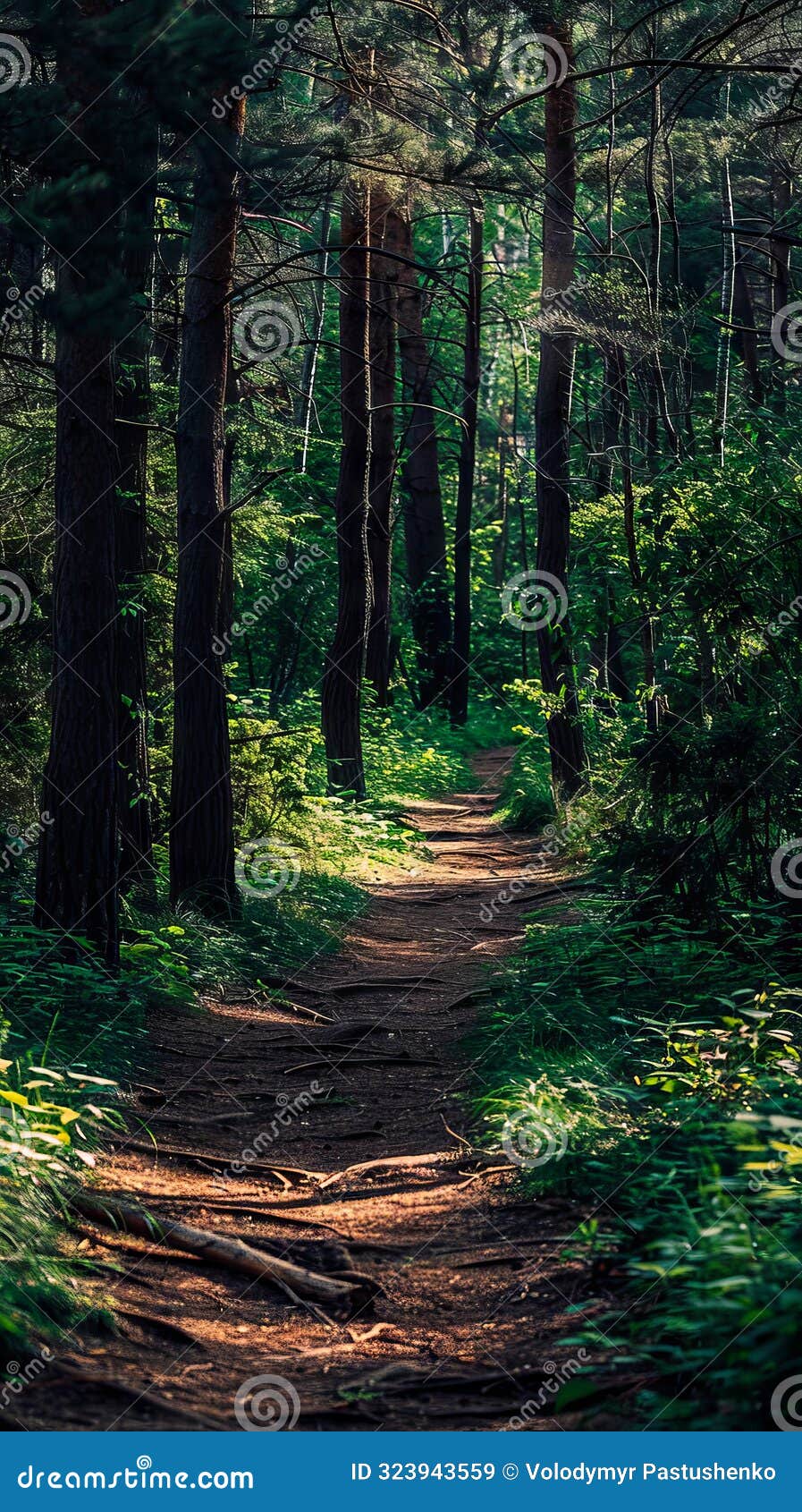 A Path through the Forest with Trees and Green Grass Stock Image - Image of forest, state: 323943559