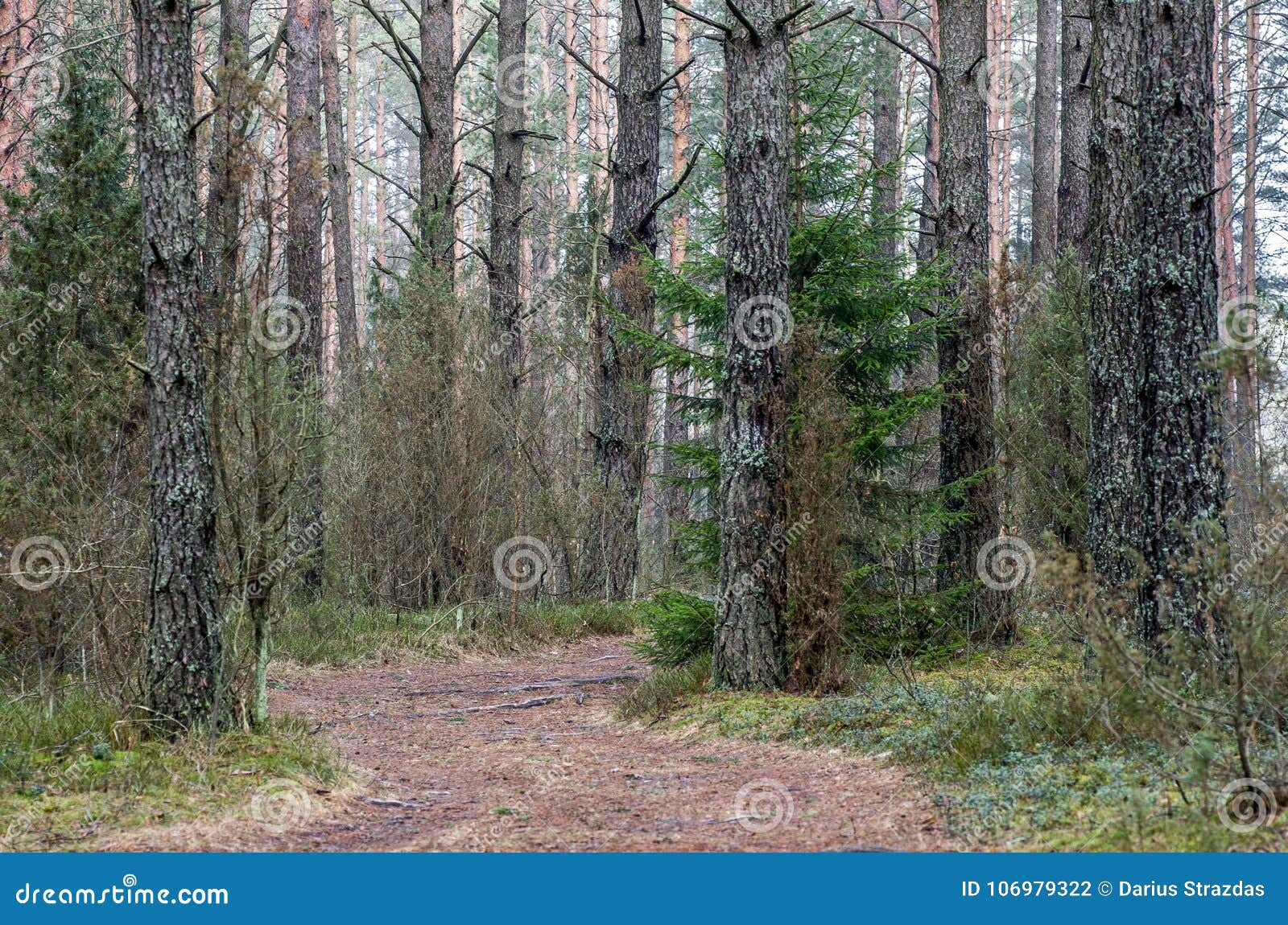 Path in forest at fall stock photo. Image of scenic - 106979322