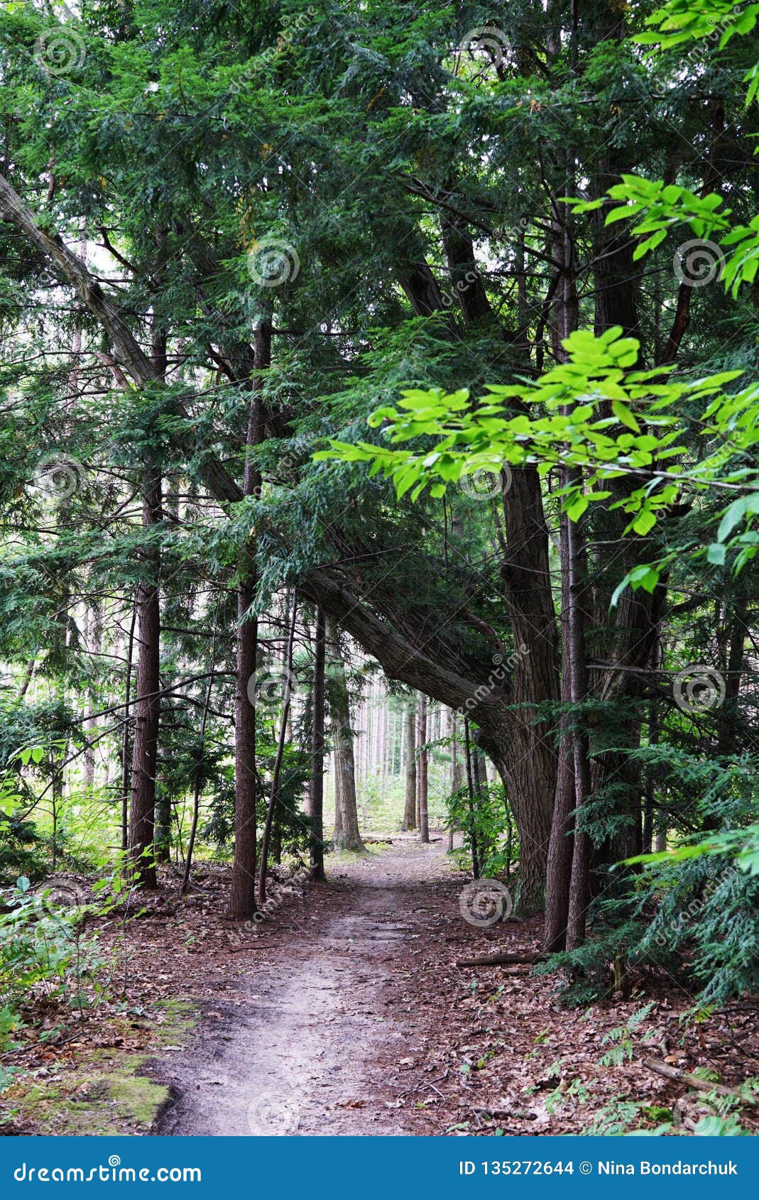 Path in the Forest Under the Big Tree with a Lot of Branches Stock ...