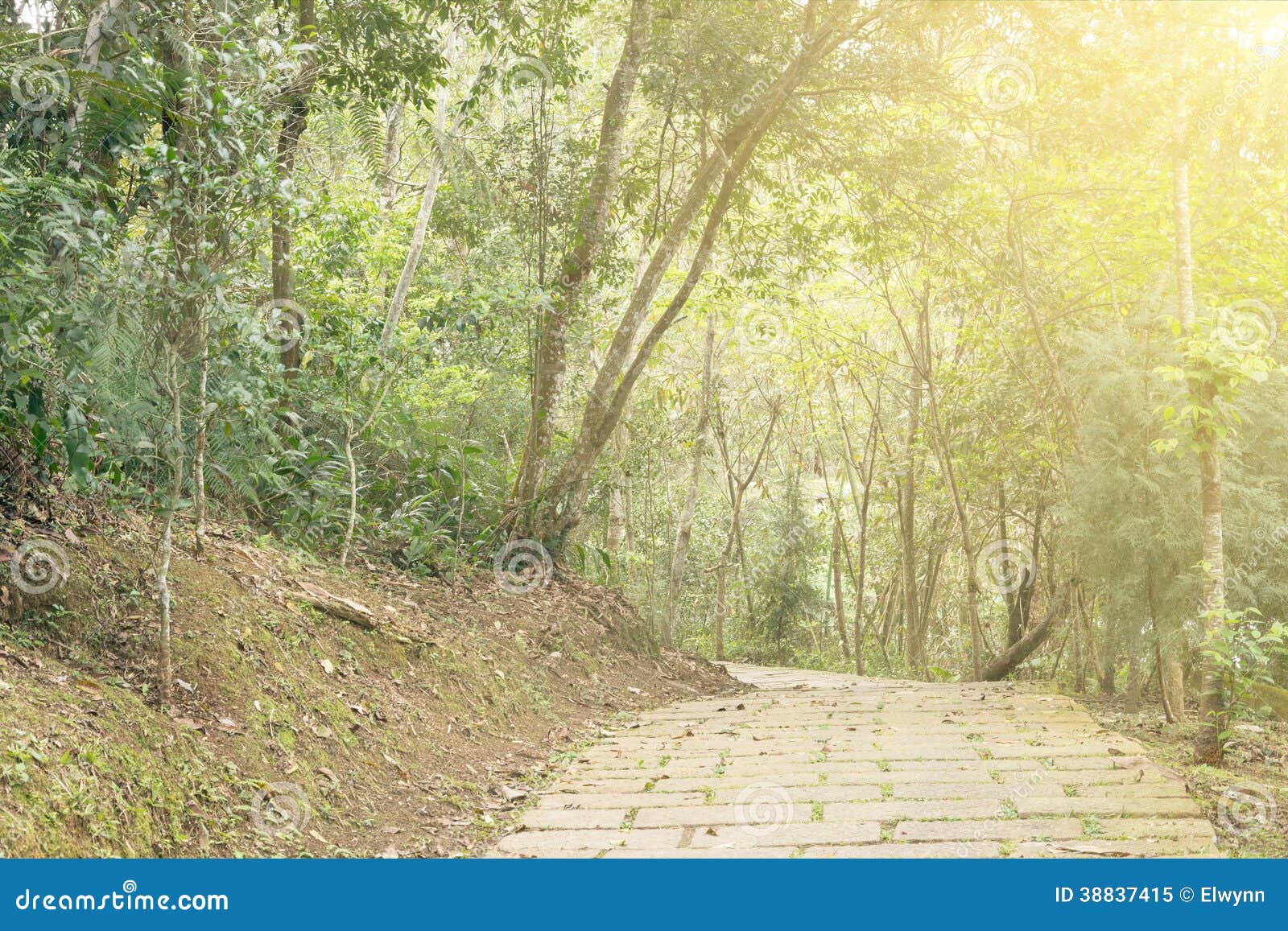 Path in Forest Under Sunlight Stock Image - Image of grass, sunlight ...