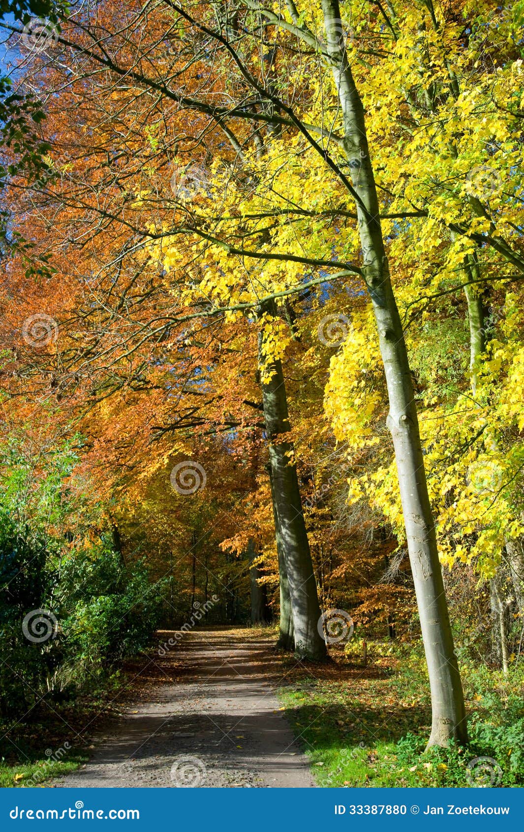 Path through Forest with Vibrant Autumn Colors Stock Photo - Image of ...