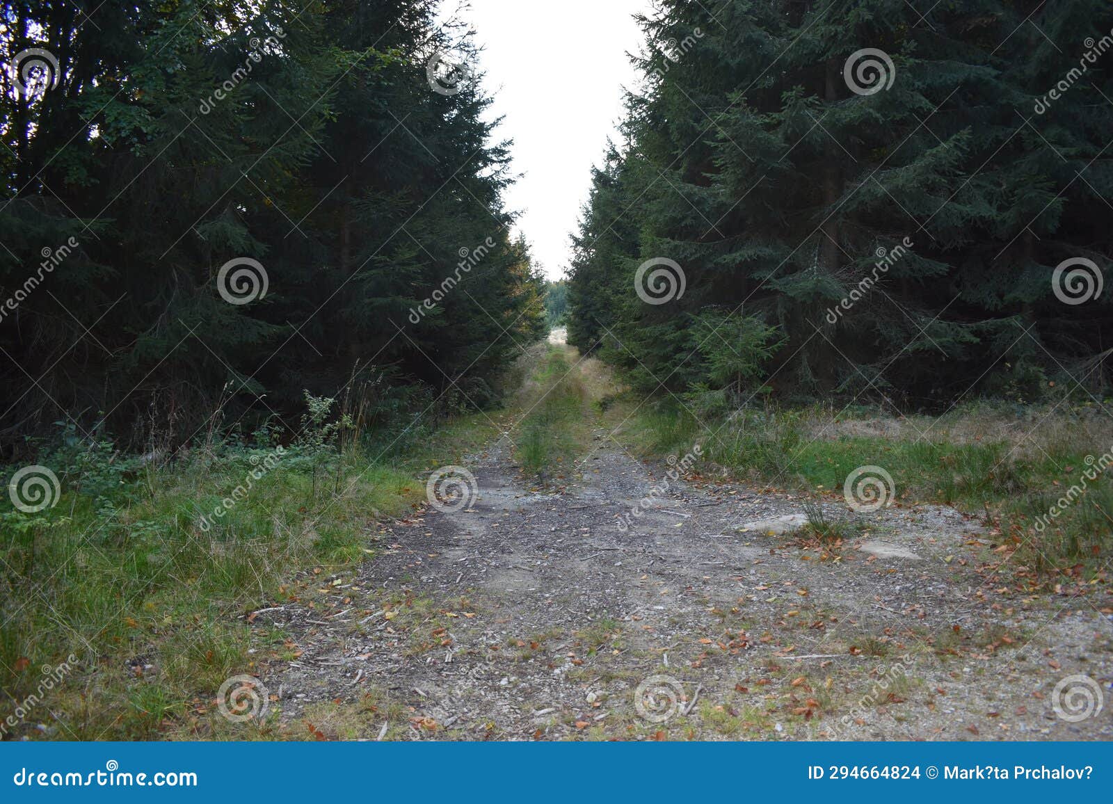 Path in the Forest, Vysocina, Czech Republic Stock Photo - Image of ...