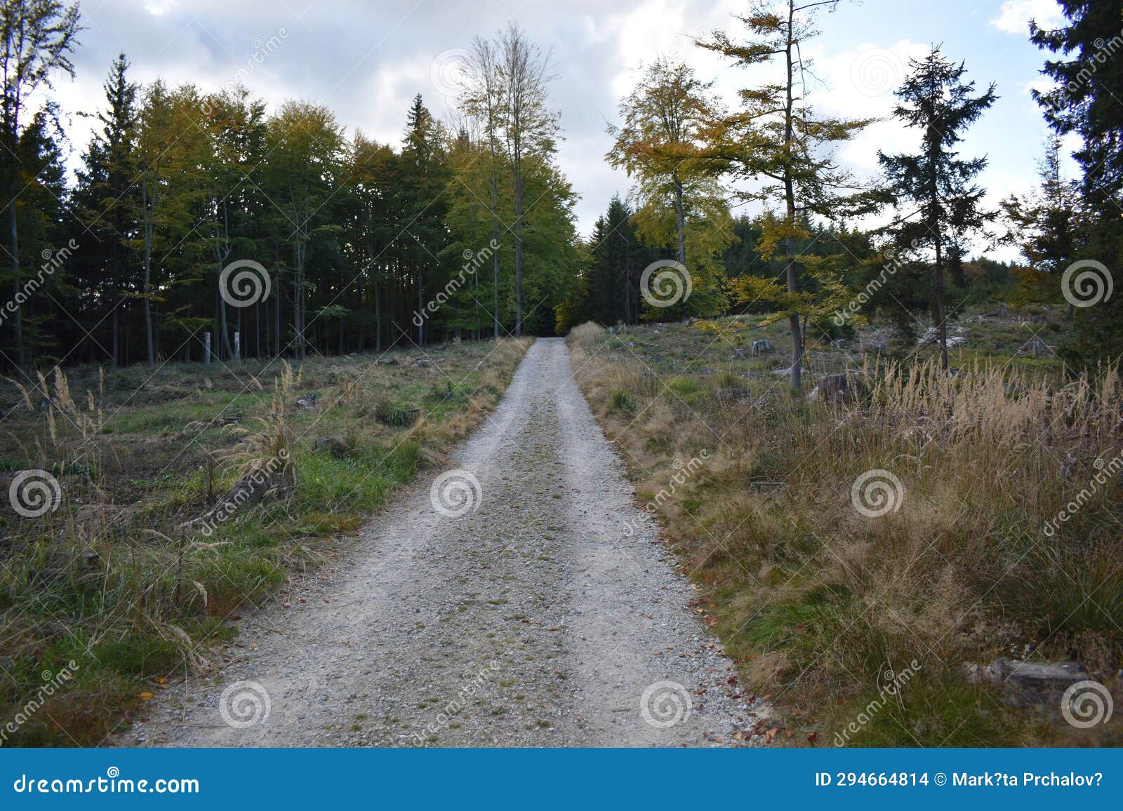 Path in the Forest, Vysocina, Czech Republic Stock Photo - Image of ...