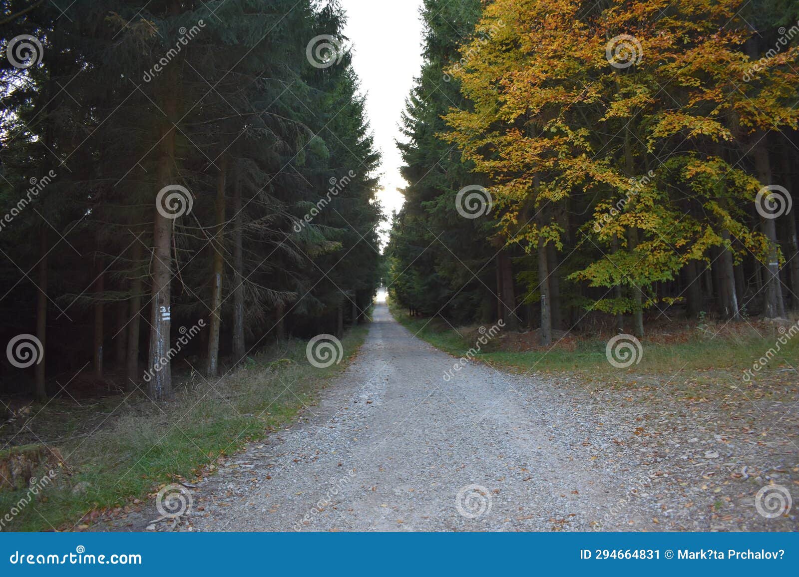 Path in the Forest, Vysocina, Czech Republic Stock Image - Image of ...