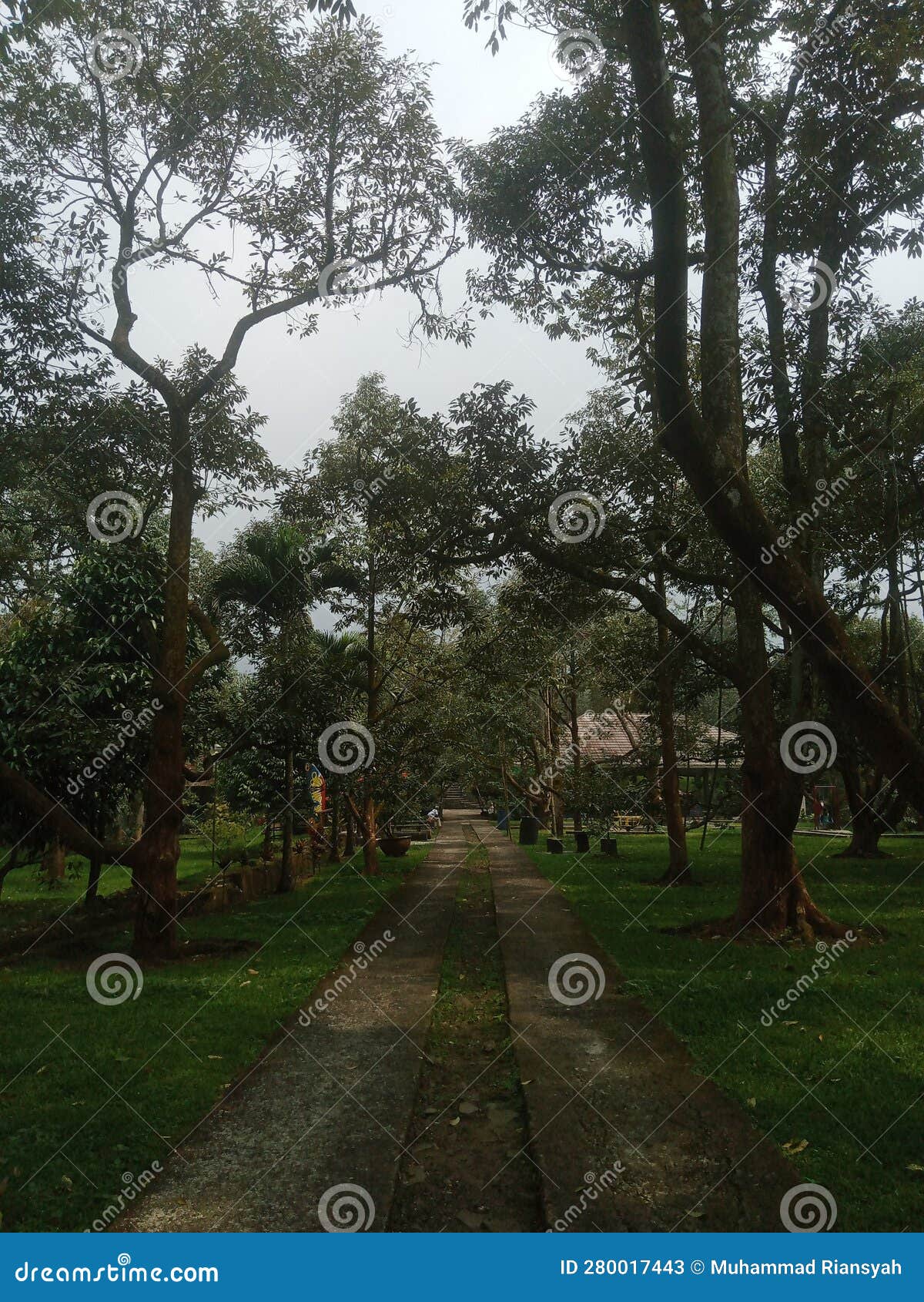 The Path and the Forest in Warso Farm Bogor Stock Image - Image of ...