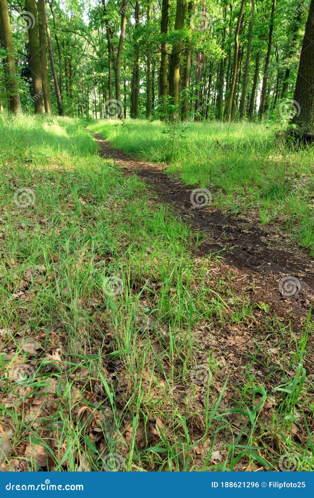 Small path in the woods stock photo. Image of branches - 188621296