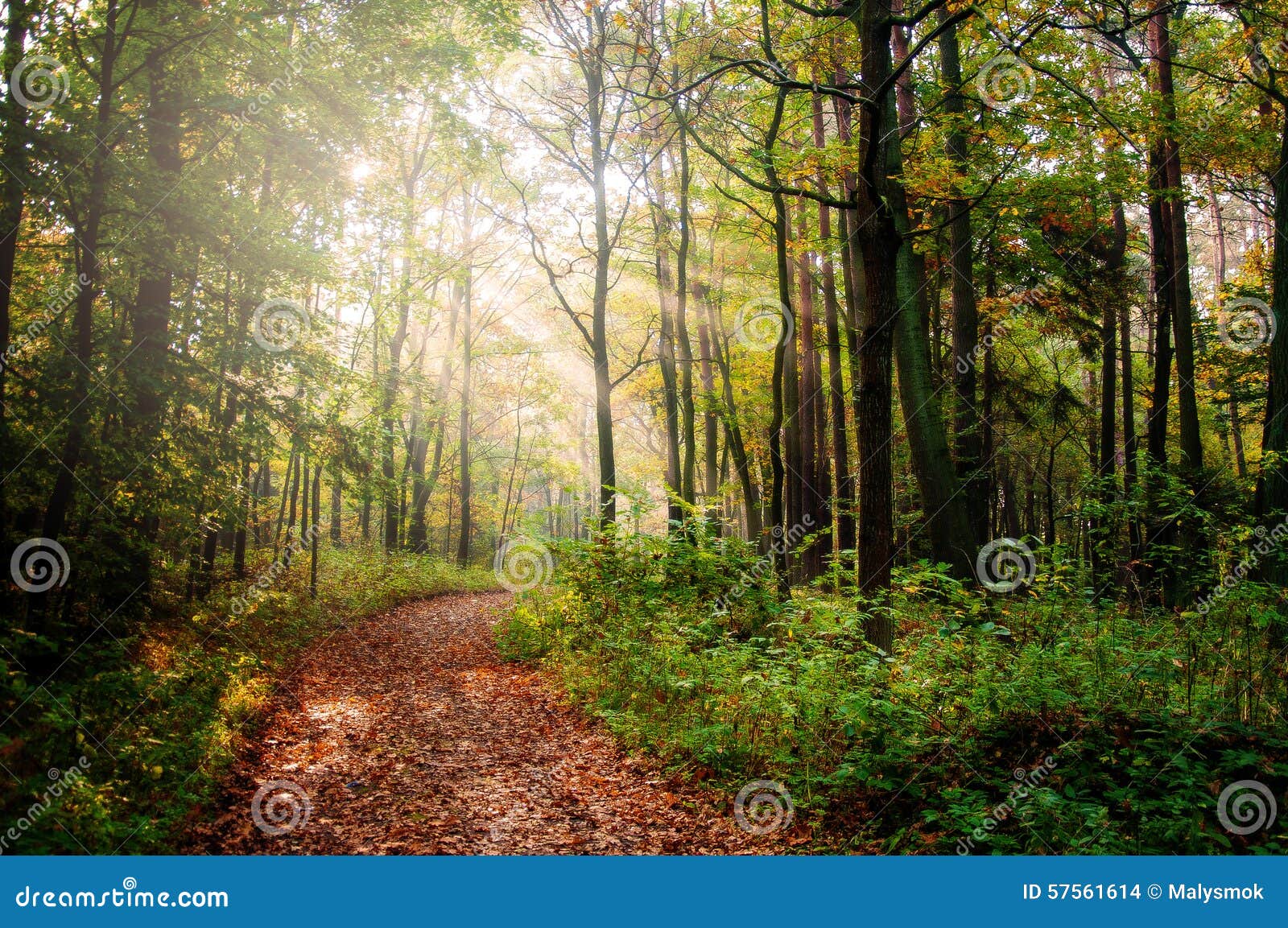 Path in a forest stock photo. Image of forest, morning - 57561614