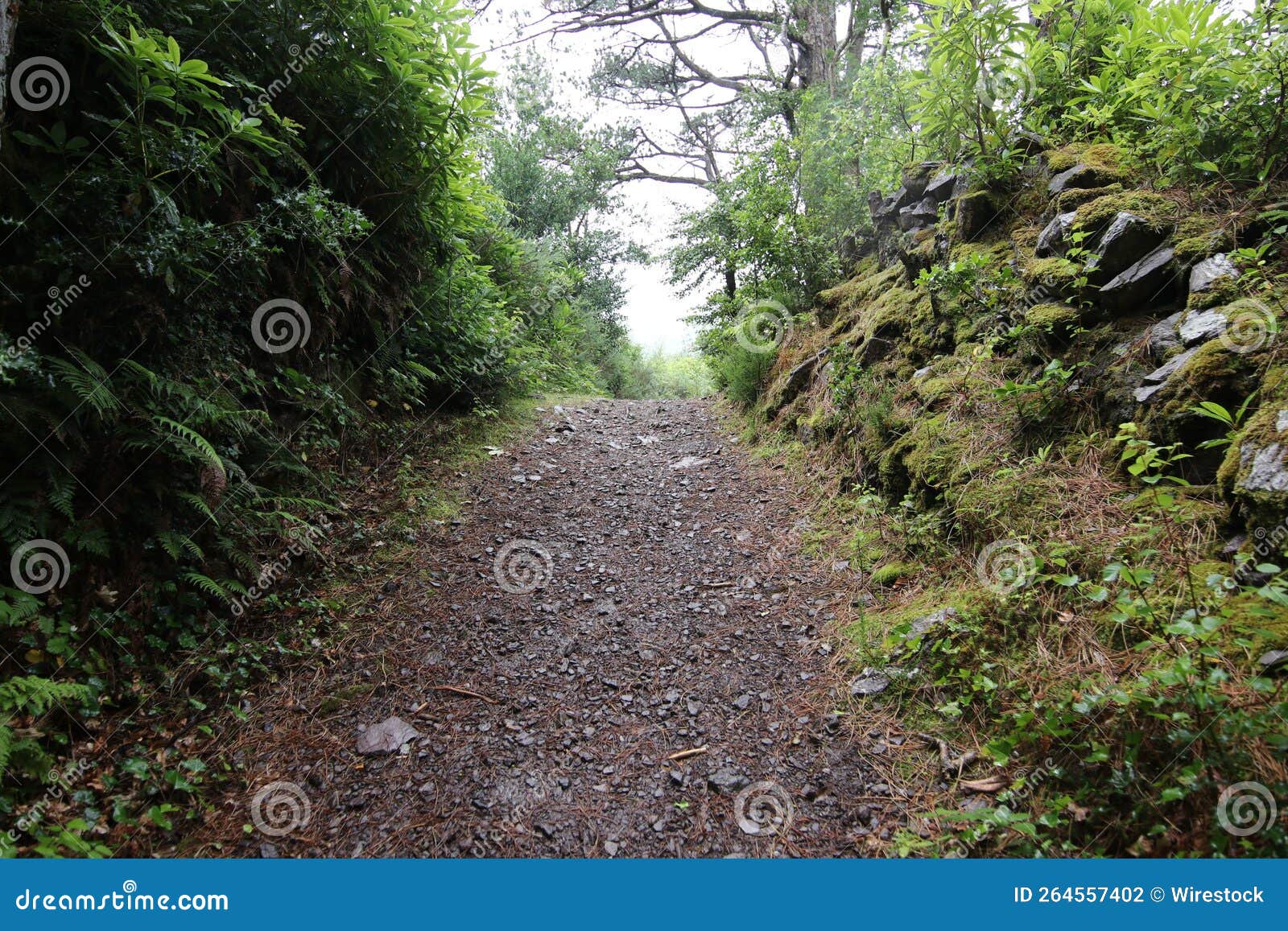 Path through Forest with Wild Vegetation in Both Sides Stock Photo ...