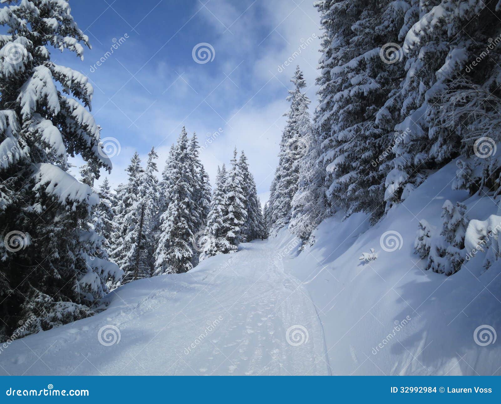 Path through the Forest in Winter Stock Photo - Image of cold, light ...