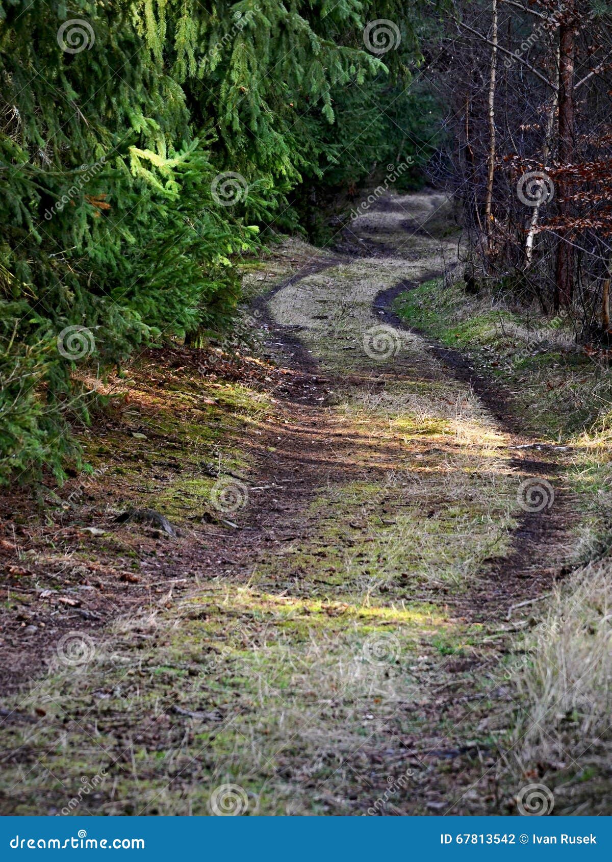 The Path through the Forest Stock Photo - Image of path, coniferous ...