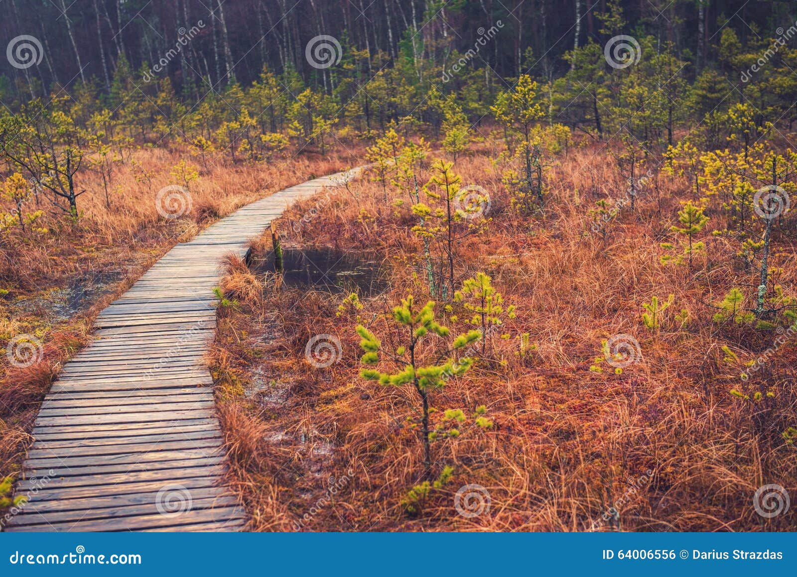 Path in forest stock photo. Image of lithuania, young - 64006556