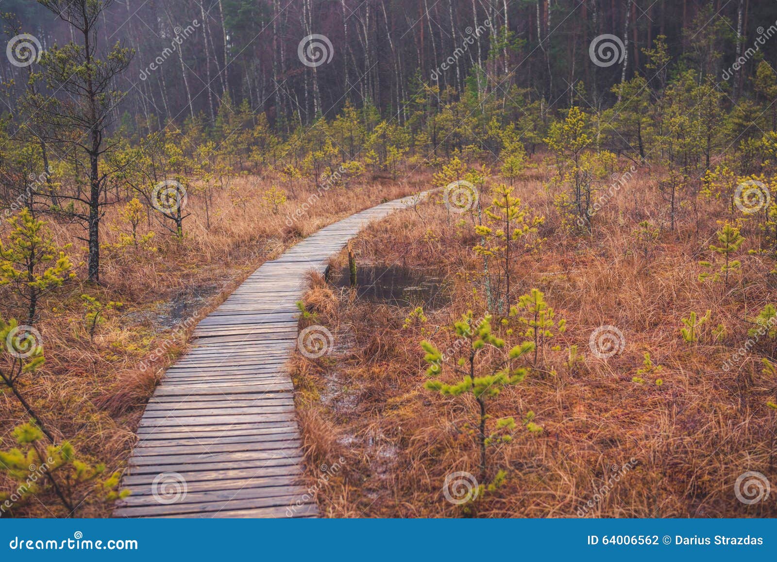 Path in forest stock photo. Image of mixed, lithuania - 64006562
