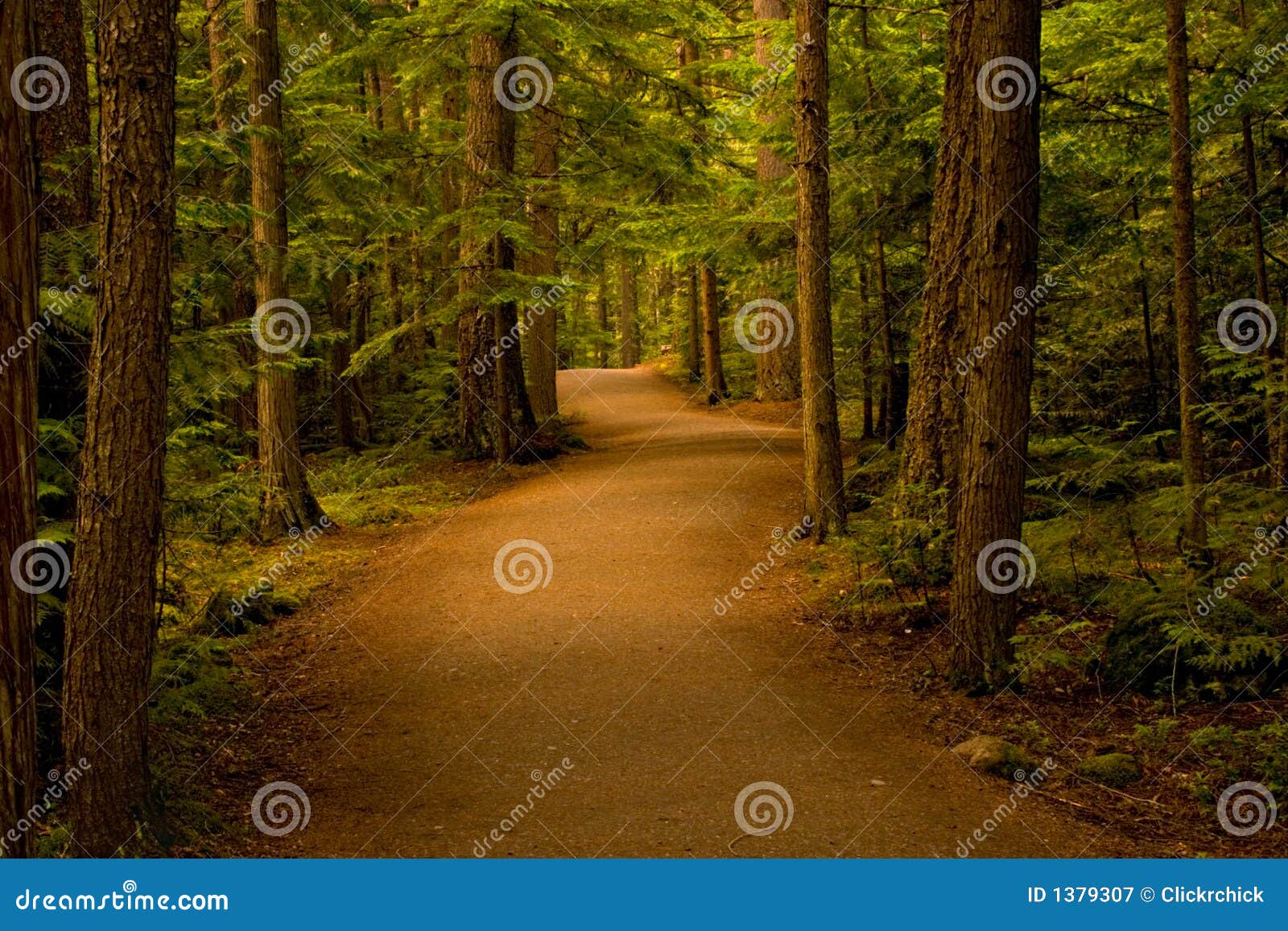 Path in the Forest/Woods stock image. Image of brown, natural - 1379307