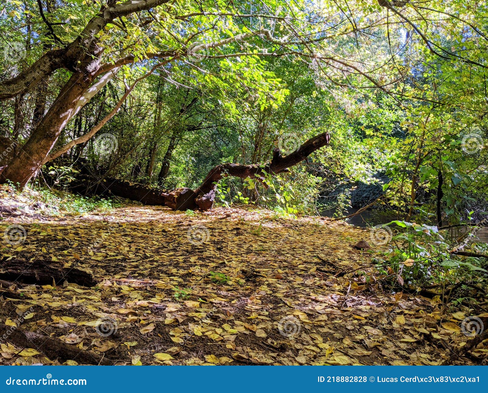 Path through a Forest Yellow Leaves Stock Photo - Image of yellow ...