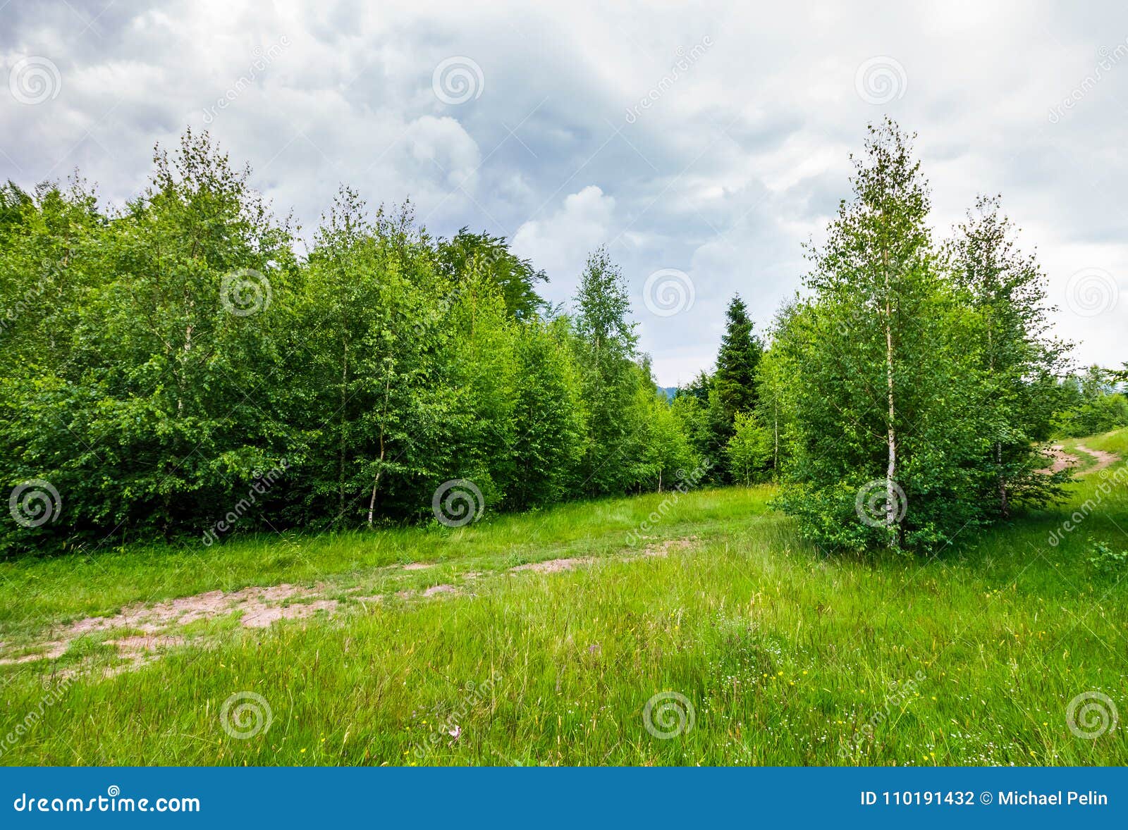 Path through Forested Grassy Meadow Stock Photo - Image of outside ...