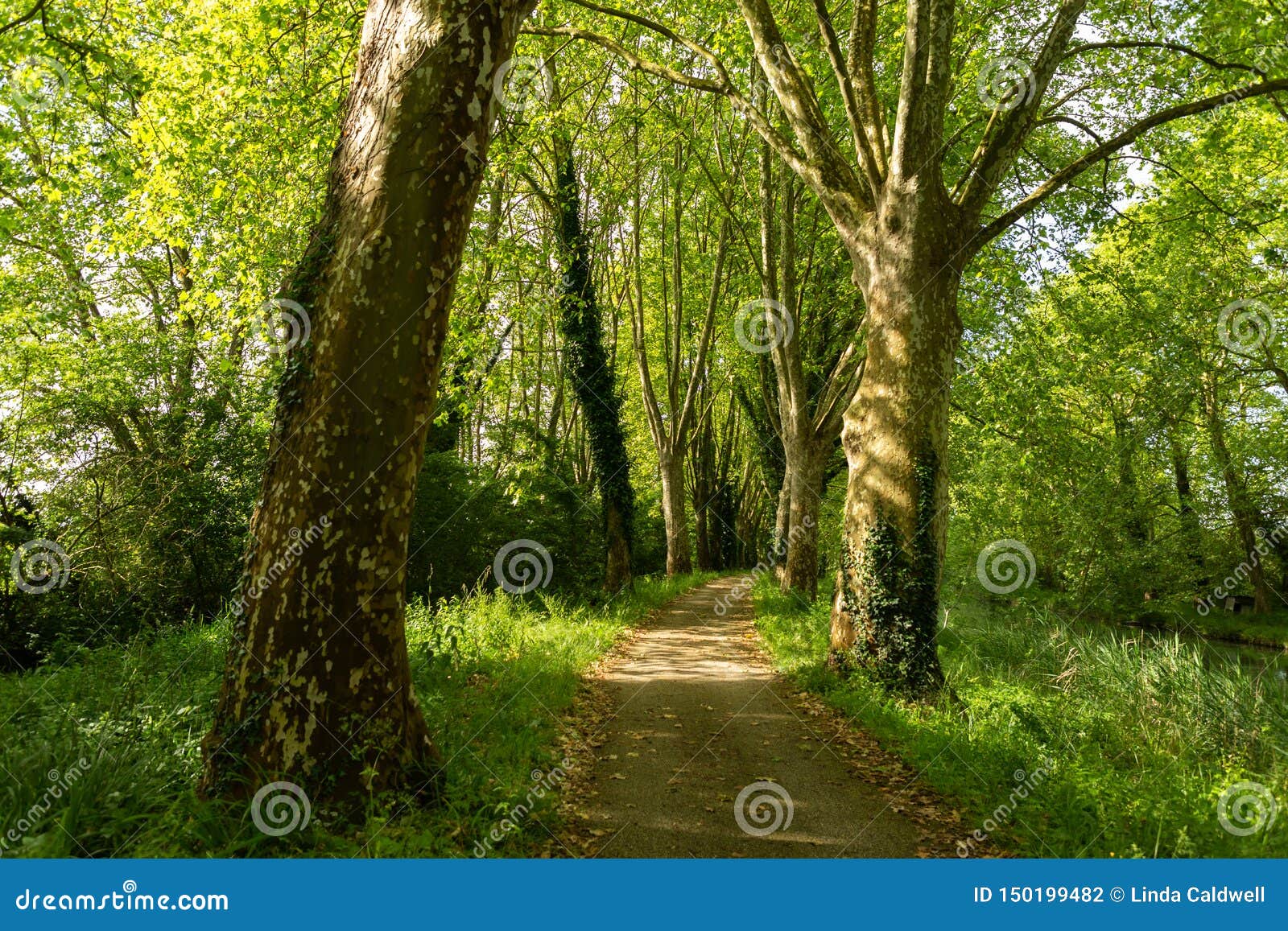 Path through the Forests in France Stock Photo - Image of forest ...