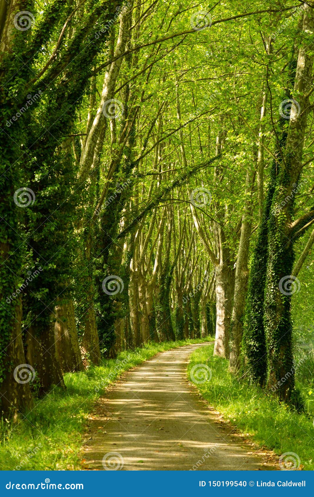 Path through the Forests in France Stock Photo - Image of foliage ...