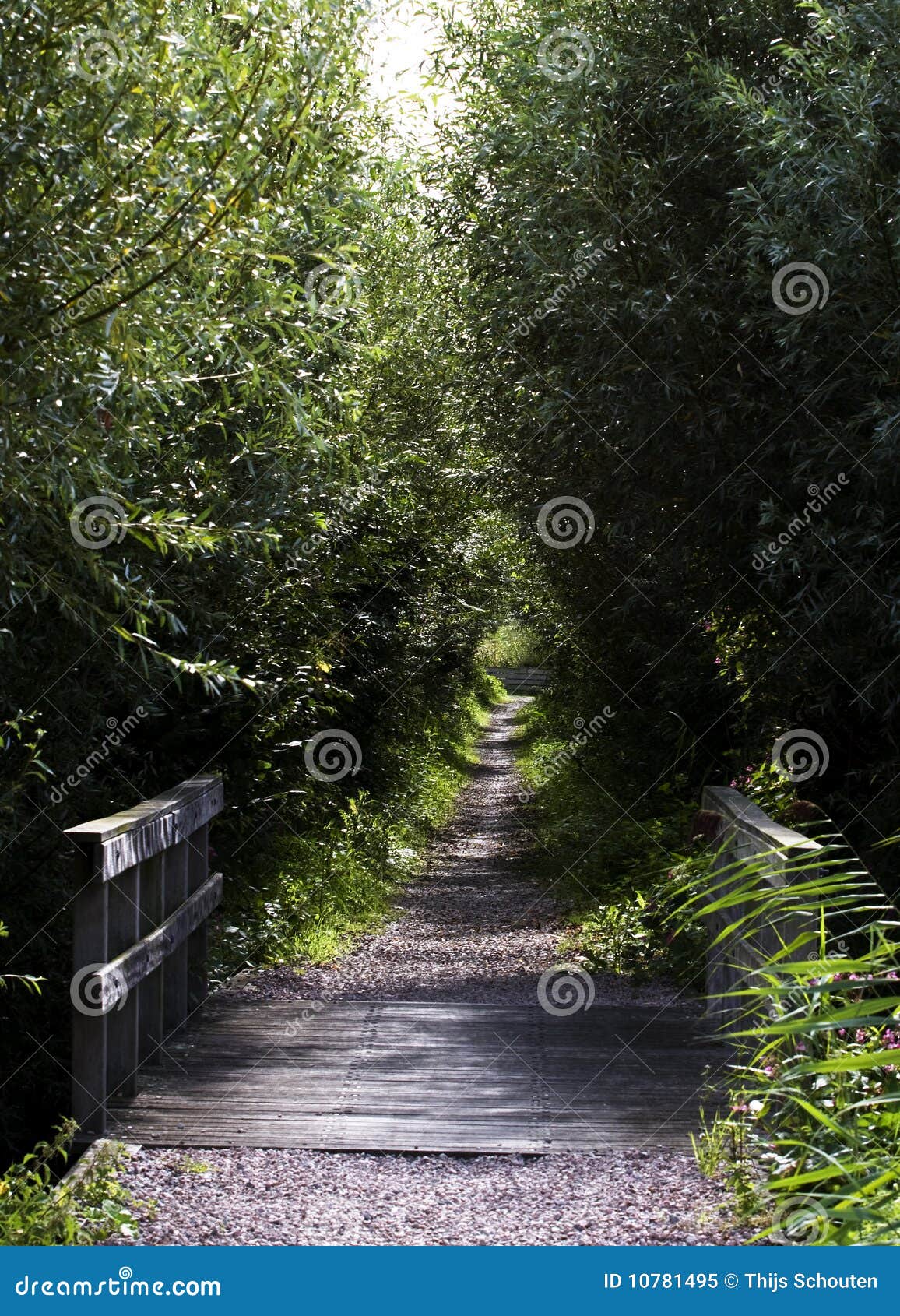 Path in the forrest stock image. Image of colors, scenery - 10781495
