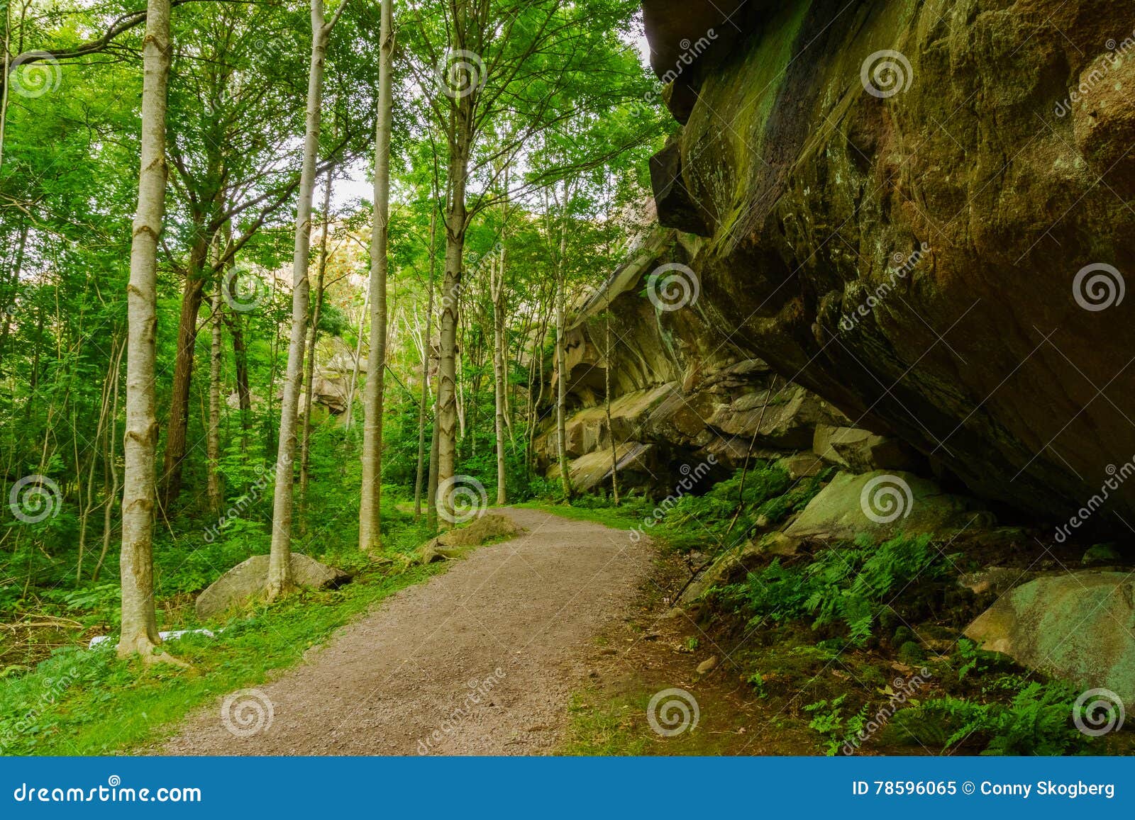 Path in Forrest by Rock Wall Stock Image - Image of summer, grass: 78596065