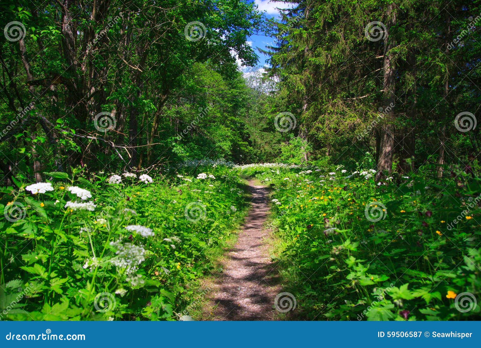 Path in the forset stock image. Image of path, peace - 59506587