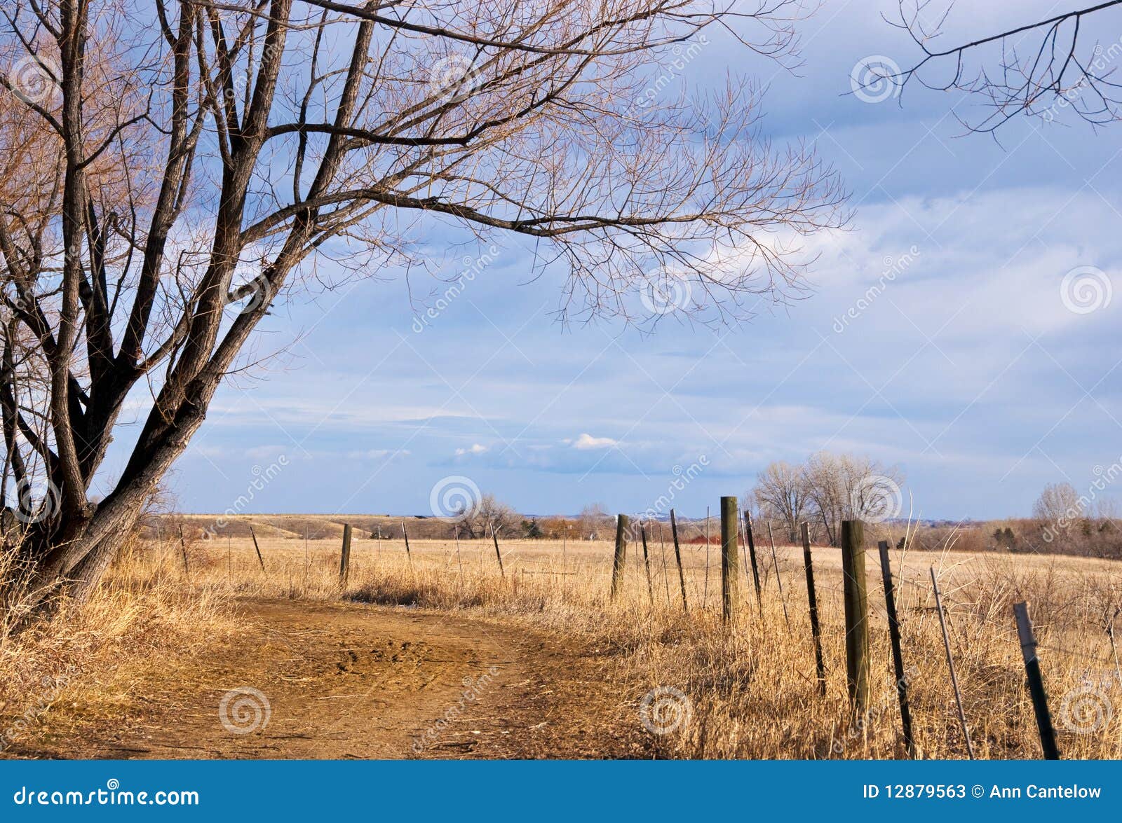 Path Forward through a Bright Field Stock Image - Image of frame, small ...