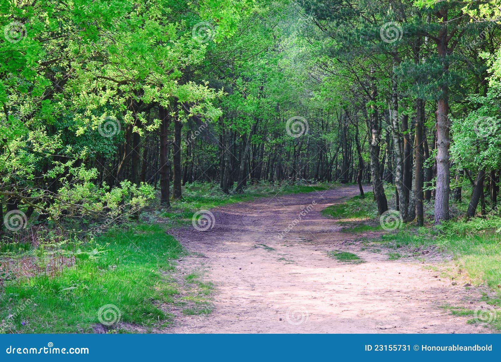 Path into Fresh Green Spring Forest Stock Image - Image of season ...
