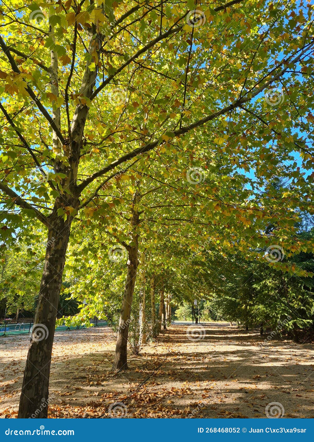 Path Full of Beautiful and Slender Trees Stock Photo - Image of path ...