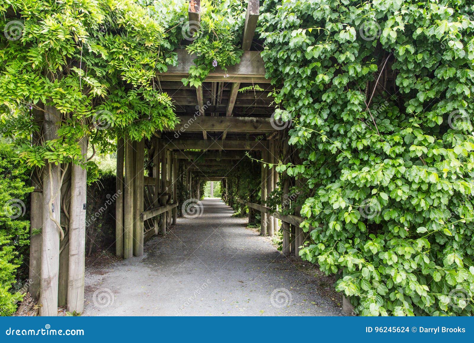 Path through Garden Arbor stock photo. Image of wood - 96245624