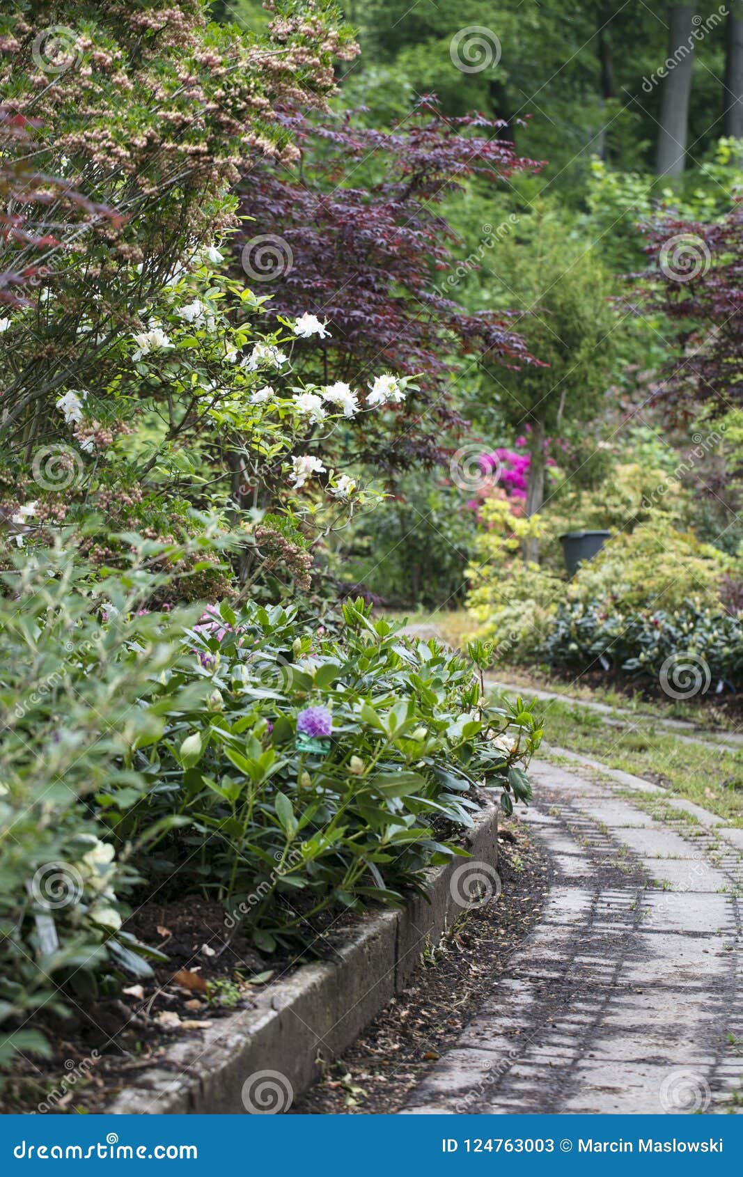 Path in the Garden between Flowers Stock Image - Image of plants ...