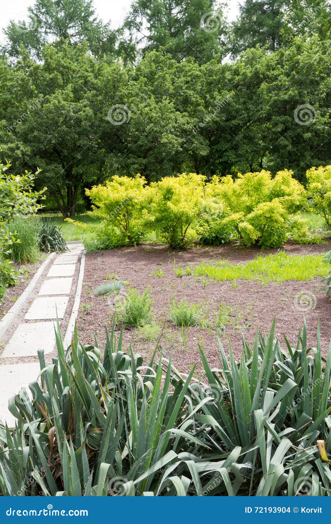 Path in the Garden among the Plants Stock Photo - Image of decoration ...