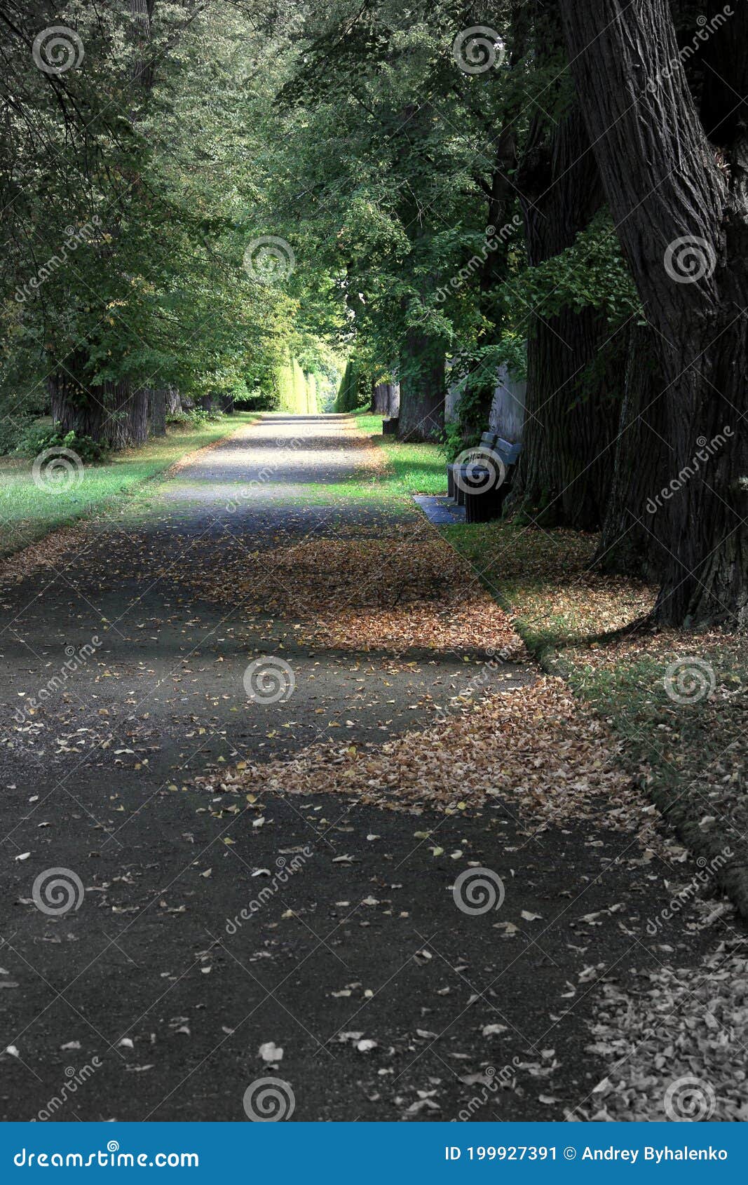 The Path in the Garden in the Shadow of Trees Paved with the Yellow ...