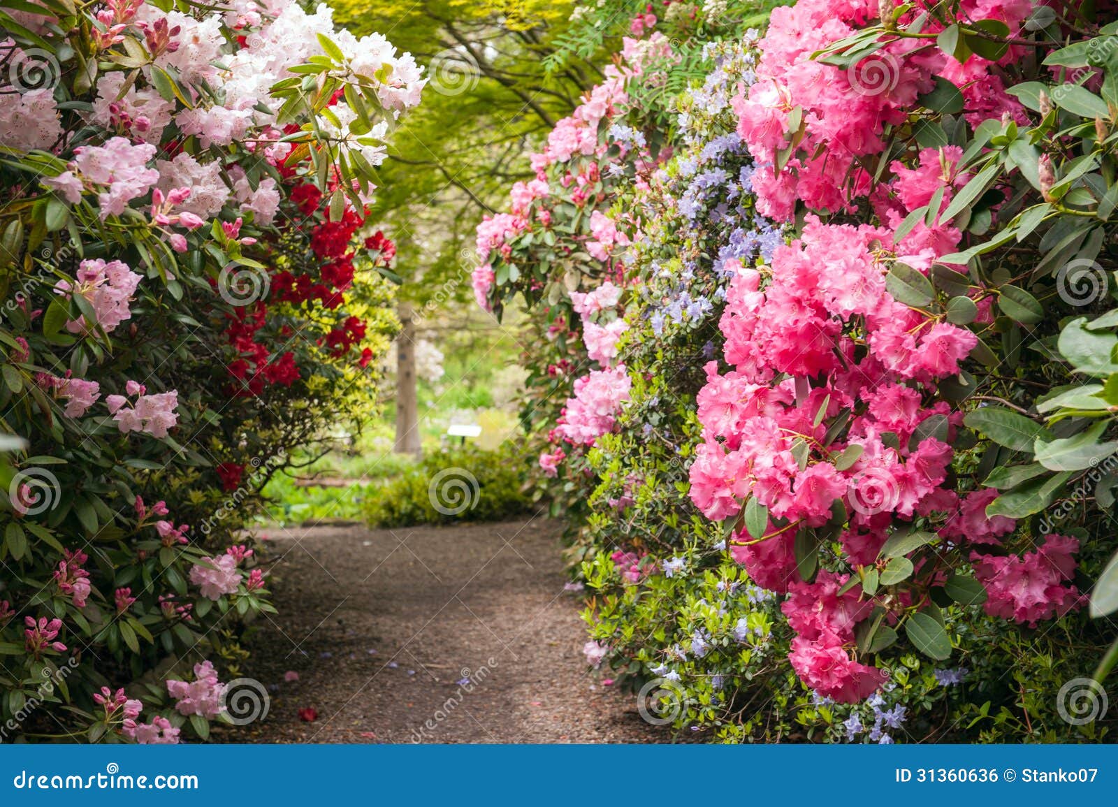 Path in garden stock photo. Image of path, color, leaves - 31360636