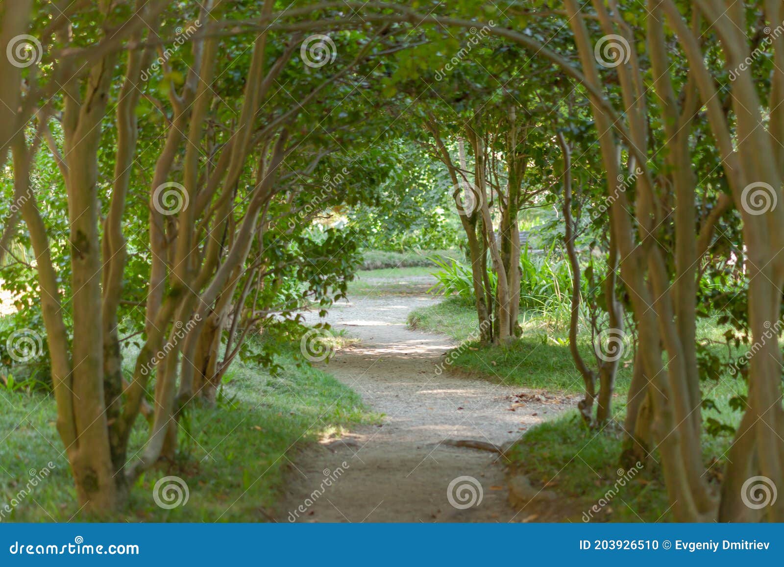 A Path Along the Arch of Trees Stock Photo - Image of pink, color ...
