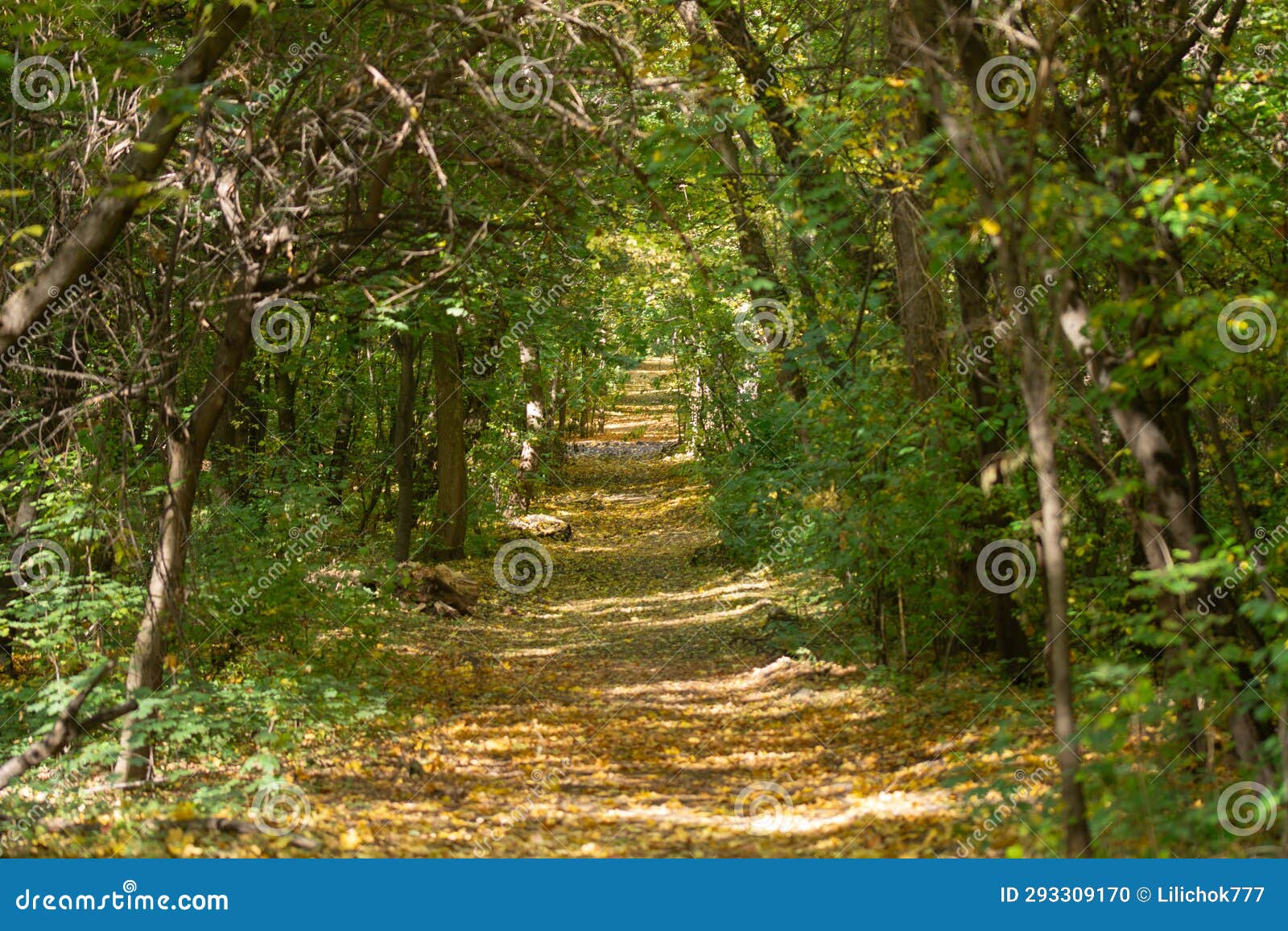 The Path Goes into Distance, Trees, Yellow Foliage on the Ground Stock ...
