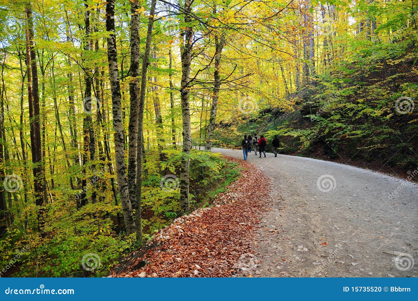 A path goes through forest stock photo. Image of ground - 15735520