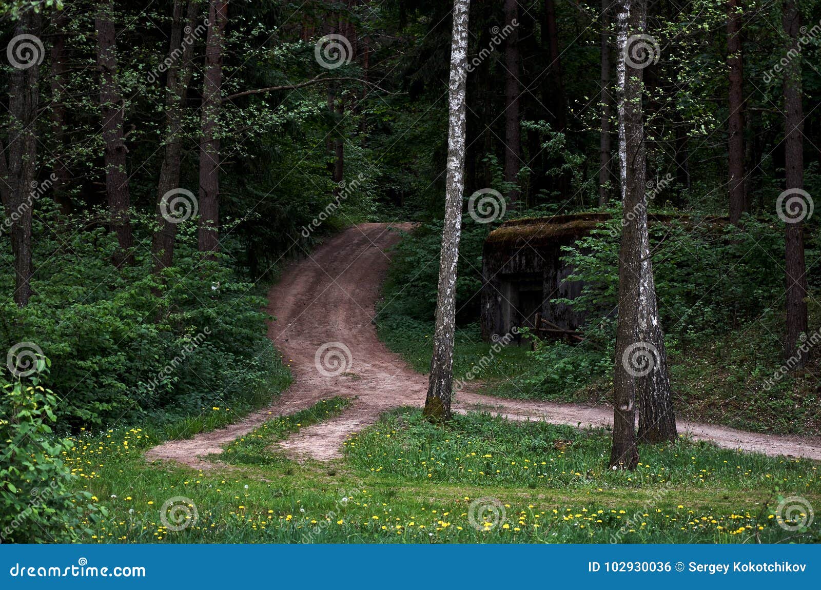 The Path Goes into a Green Forest. Stock Photo - Image of mist, leaf ...