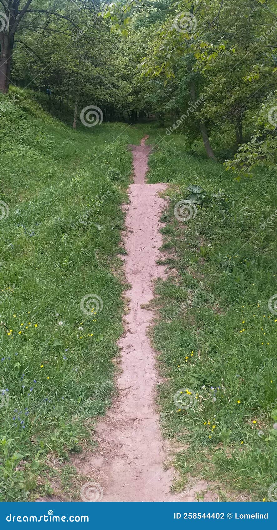 Path Goes Off into the Distance between Green Grass and Green Trees ...